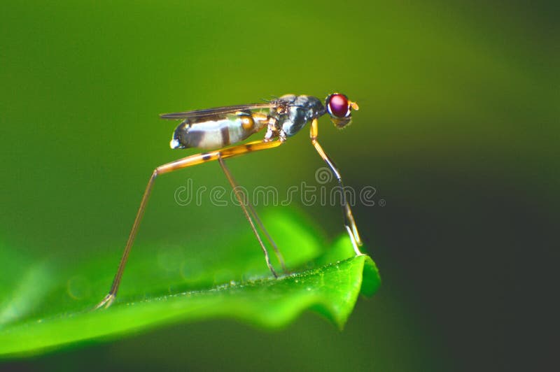 Fly Portrait stock image. Image of barbecue, leaves, fire - 97682465
