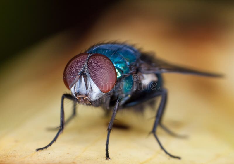 Fly Portrait stock image. Image of fauna, viral, compound - 31430117