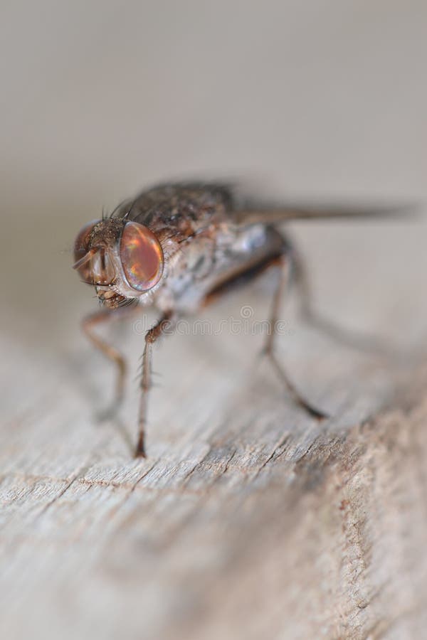 Frontangleview Stock Photos - Free & Royalty-Free Stock Photos from ...