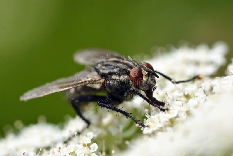 Fly stock image. Image of mammal, portrait, detail, wildlife - 97255355