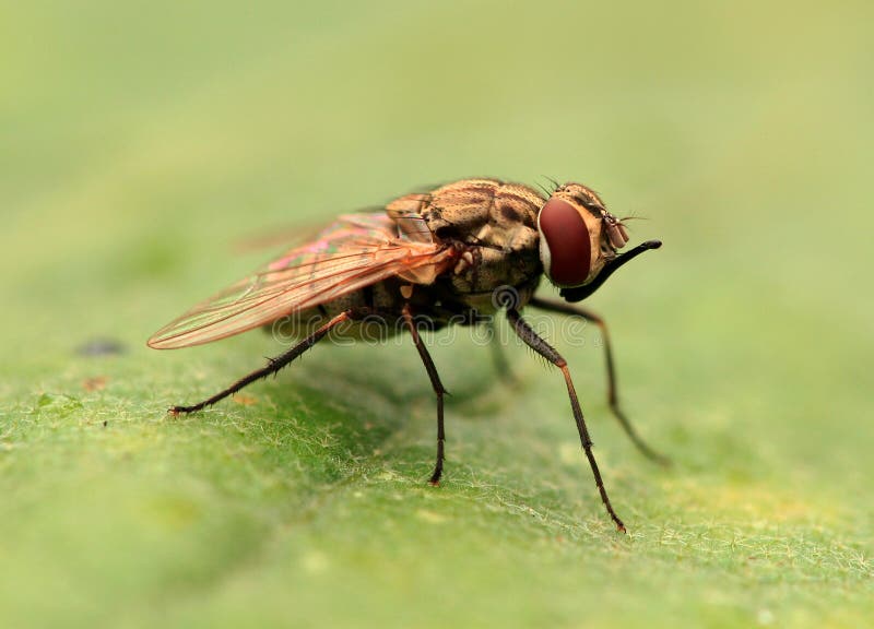 Fly predator stock photo. Image of insecticide, housefly - 16131826