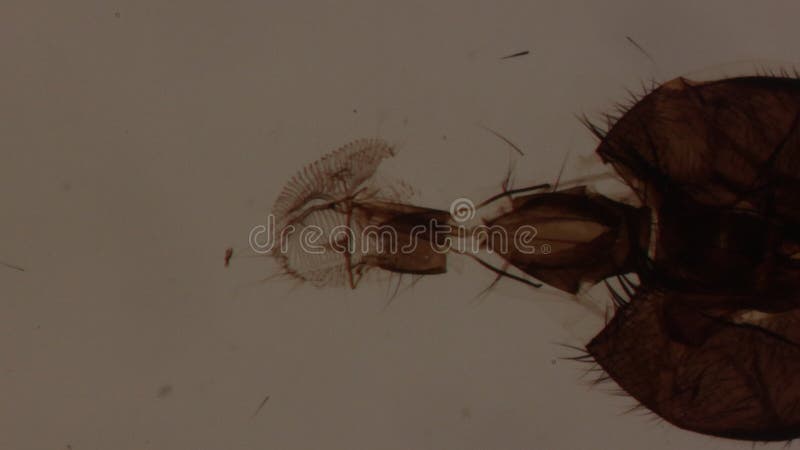 Fly Proboscis with the Head of the Housefly Stock Video - Video of ...