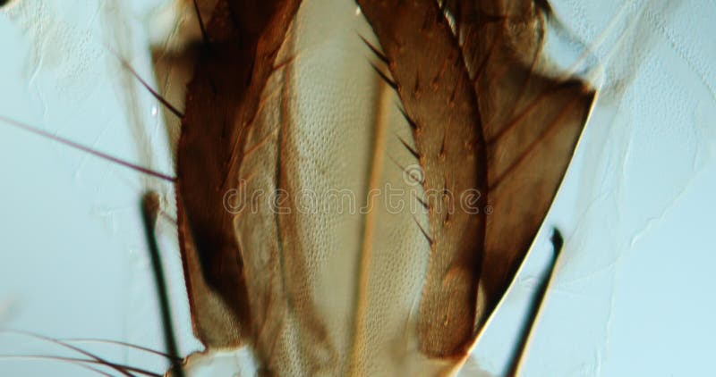 Housefly Under a Microscope. Haltere is Seen Vibrating Under the Wing ...