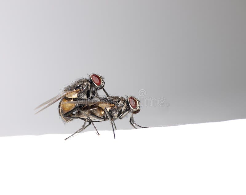 Fly Procreation - Two Houseflies Mating Stock Image - Image of life ...
