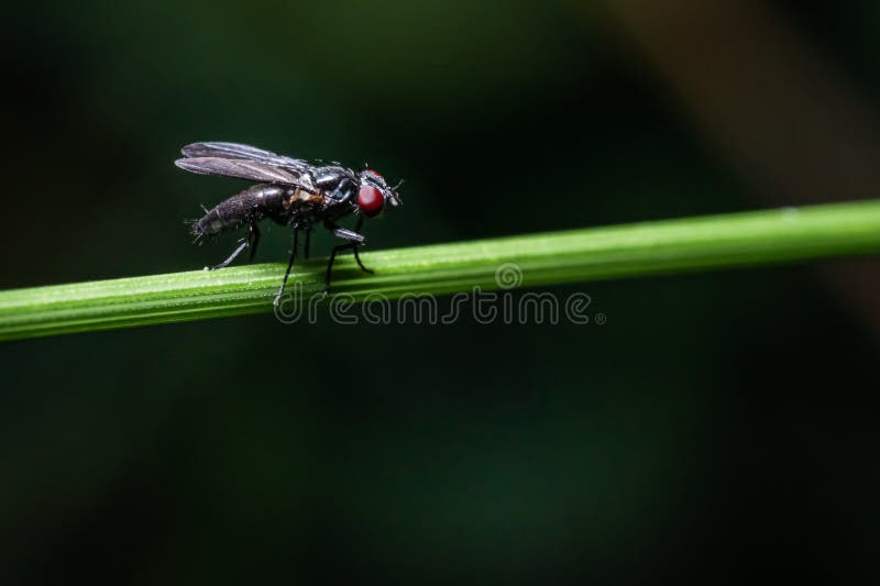 A fly in profile stock photo. Image of garden, closeup - 191676624