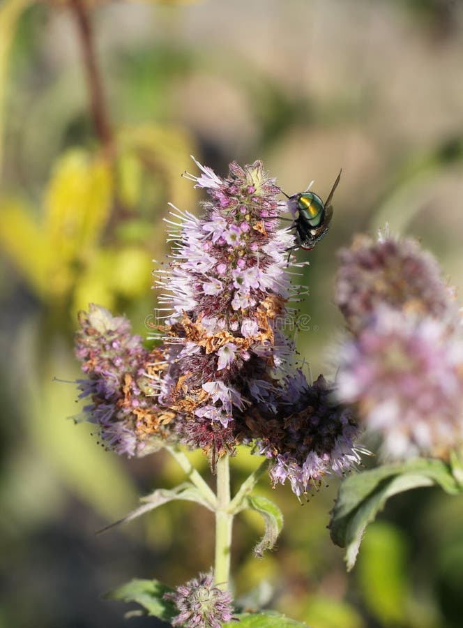 Fly on the purple flower stock photo. Image of macro - 76582856
