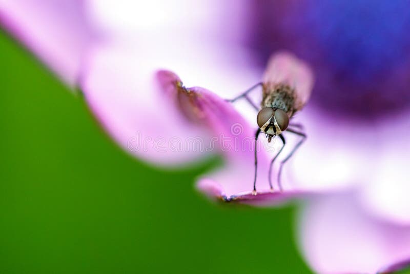 Fly on purple flower petal stock photo. Image of macro - 260121316