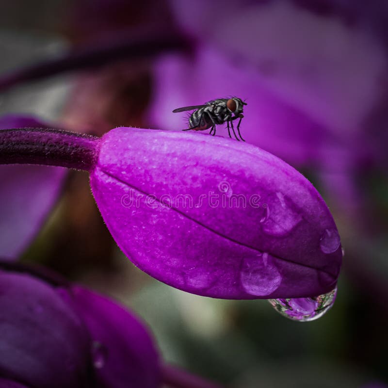 Fly in the Rain on an Orchid Bud Stock Image - Image of large, eyes ...