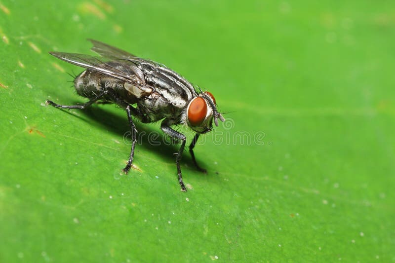 Fly in the rainforest stock image. Image of nature, leave - 120883943