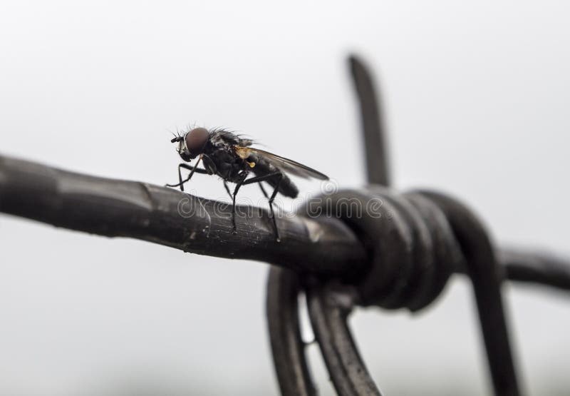 Fly ready to attack stock photo. Image of nature, close - 59044064