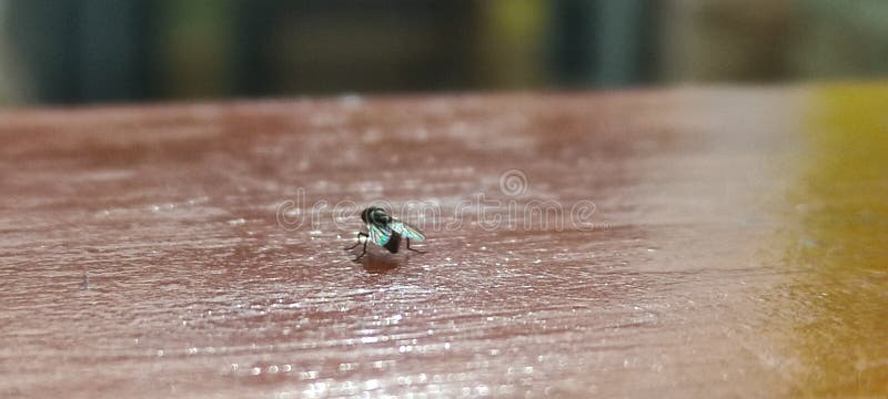 The Fly Ready To Fly on a Table Stock Photo - Image of pest, wildlife ...