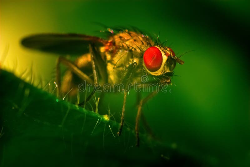Fly with red eyes stock photo. Image of eyes, macro, close - 22601624
