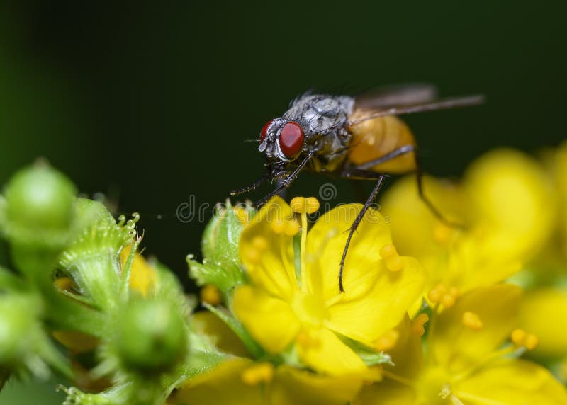 A Fly with Red Eyes on a Bright Yellow Flower Stock Photo - Image of ...