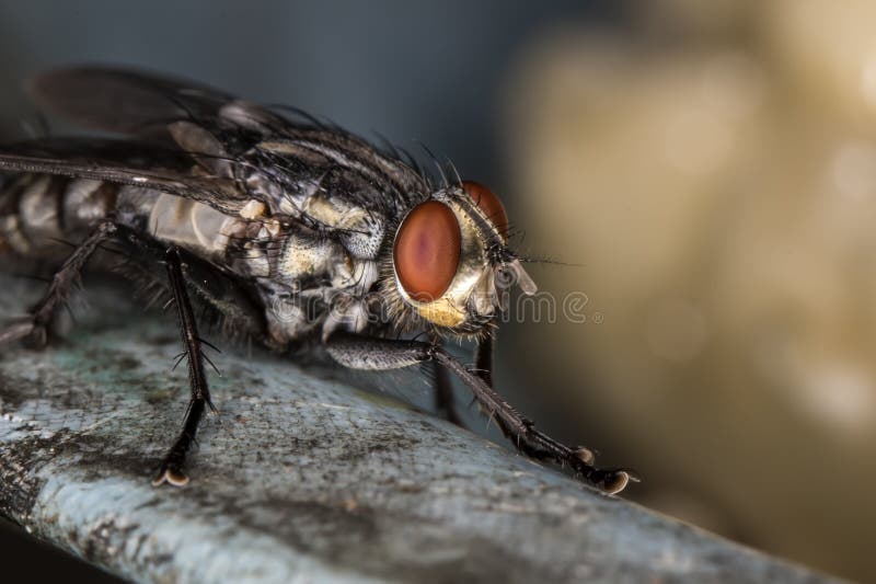 Fly Red Eyes Extreme Closeup Photo Stock Image - Image of closeup ...