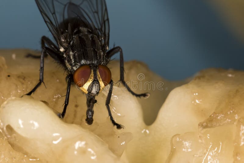 Fly Red Eyes Extreme Closeup Photo Stock Image - Image of animal ...