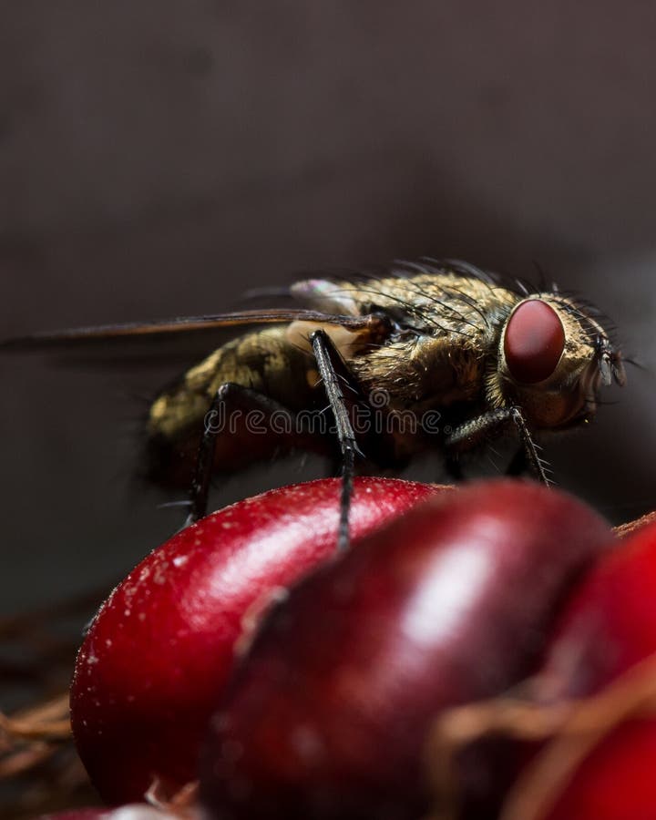 Fly Red Eyes Corn Stock Photos - Free & Royalty-Free Stock Photos from ...