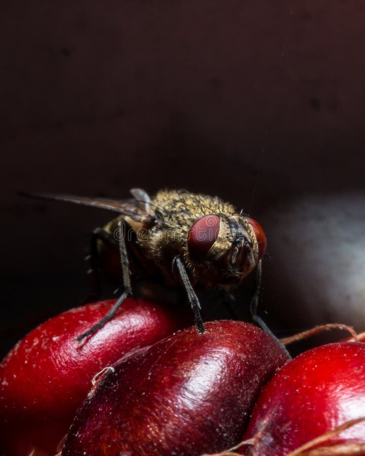 Fly with Red Eyes on Red Corn Stock Image - Image of bugs, gray: 60257789