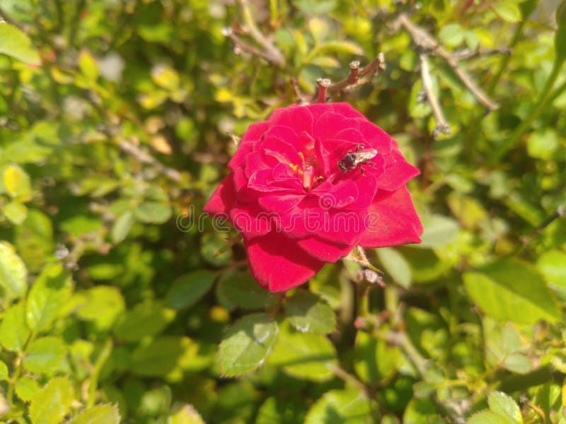 Fly on the Red Rose flower stock image. Image of rose - 206703591