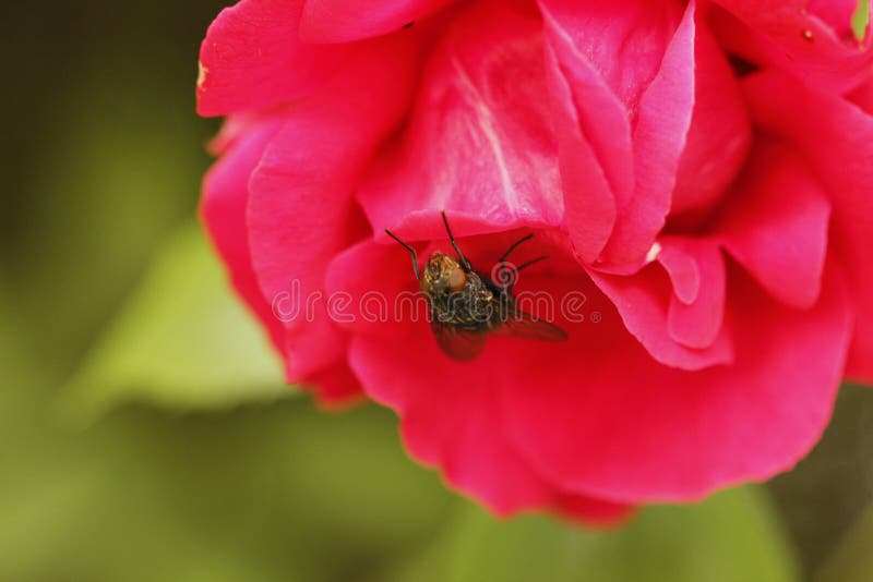 Fly on a red rose petals stock photo. Image of bright - 41793830