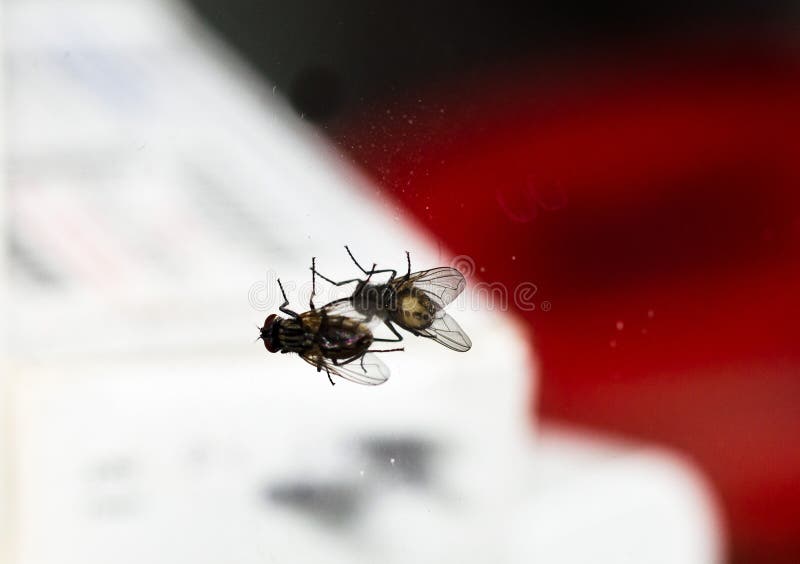 Fly Reflected in the Mirror Stock Photo - Image of entomology, reflex ...