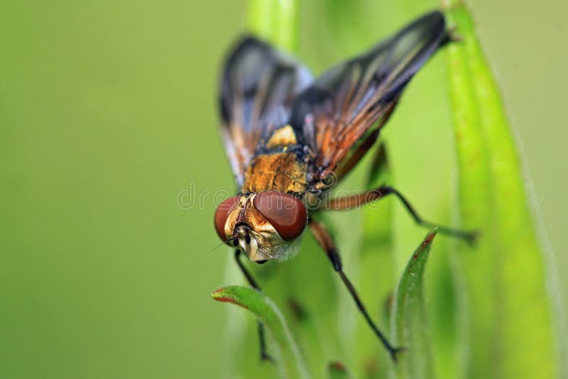 Fly stock photo. Image of relax, green, detail, grass - 55866458