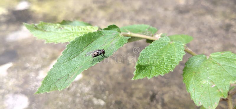 A fly relaxing on a leaf stock photo. Image of relaxing - 260769858