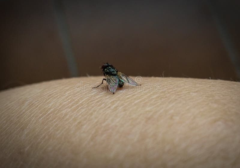Fly at rest stock image. Image of skin, resting, knee - 86045969