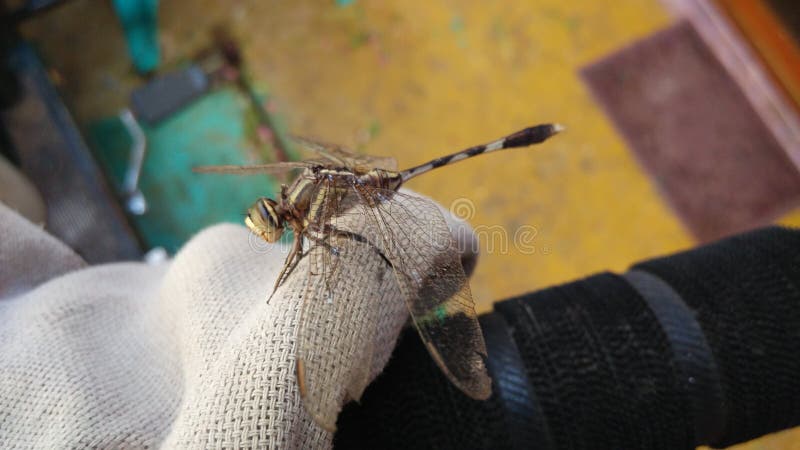 Fly stock photo. Image of cloth, beautifully, resting - 51116416