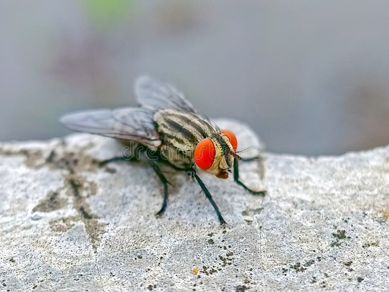 Fly Resting on Concrete Surface with Striking Red Eyes Stock Image ...