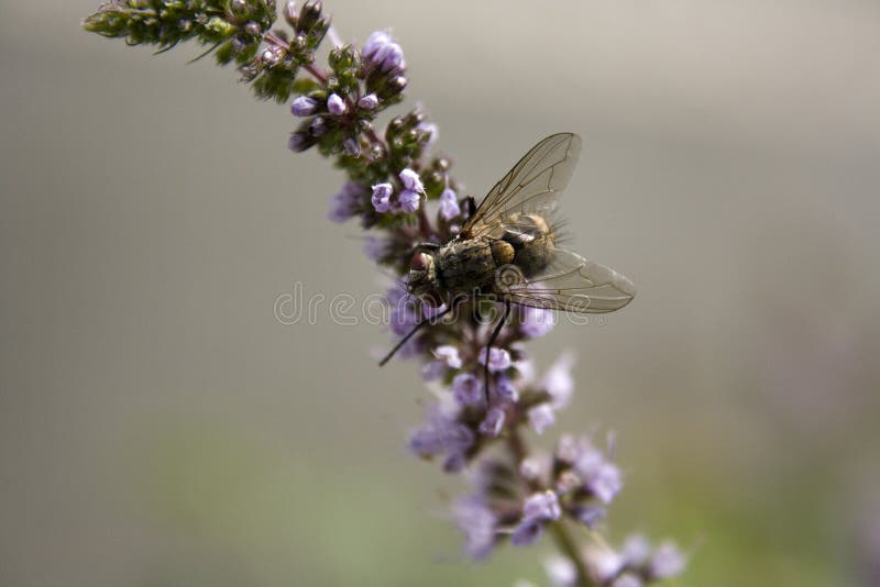 Fly resting on a flower stock photo. Image of natural - 36671664