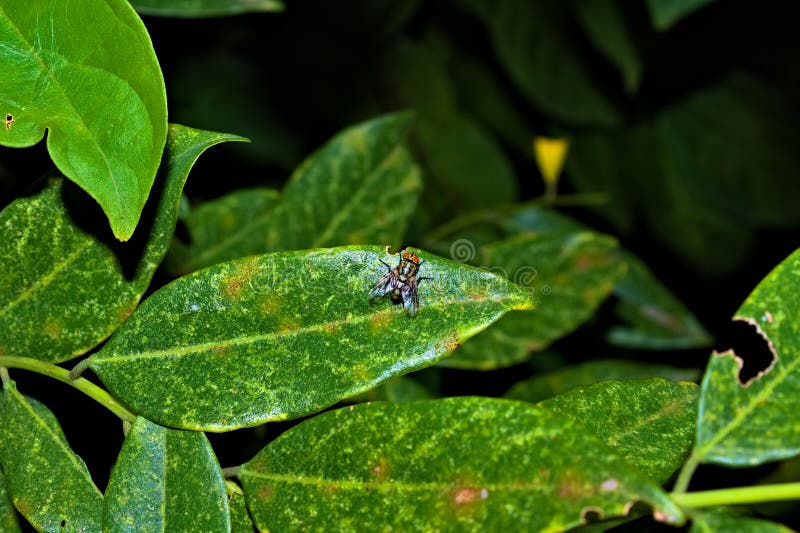 A Fly Resting on a Green Leaf Stock Photo - Image of garden, bushes ...