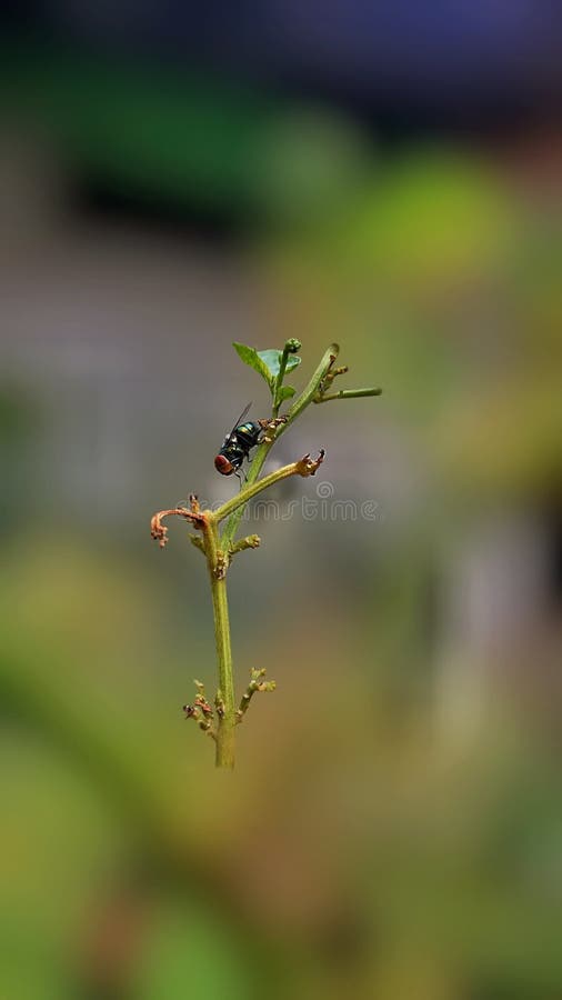 A Fly Resting on a Tomato Tree Trunk Stock Image - Image of tree ...