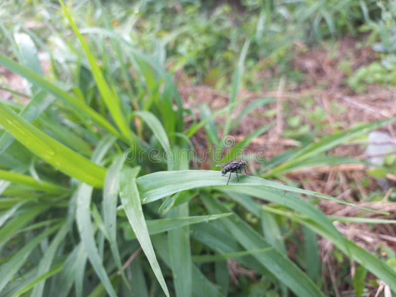 A Fly that Rests Quietly on the Green Grass Stock Photo - Image of ...