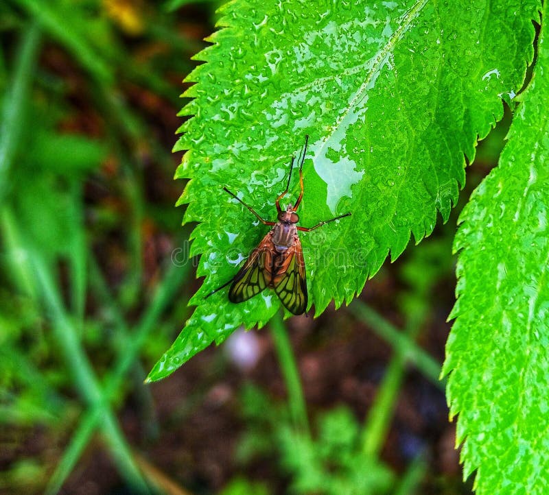 Chrysops Callidus. Deer Flies. Sheep Flies. Diptera. Tabanidae. Stock ...