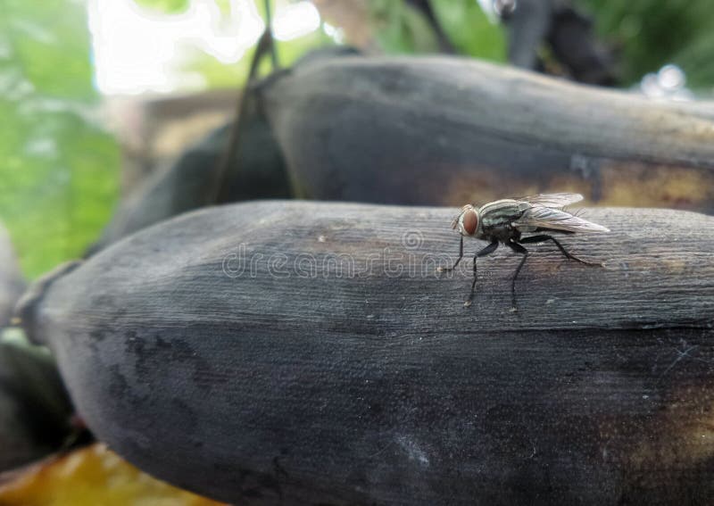 Fly on ripen banana stock image. Image of ripen, banana - 54832237