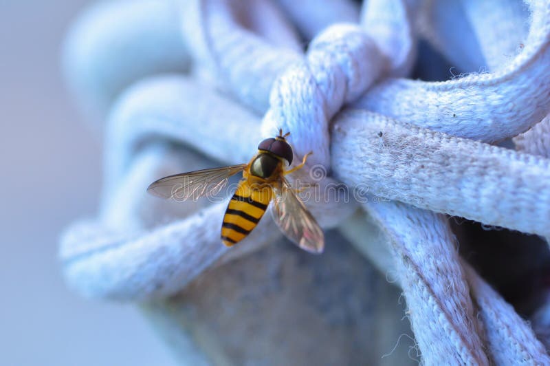 Fly on rope stock image. Image of insect, nature, ground - 41733383
