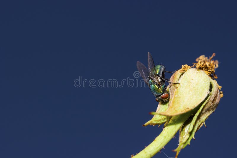 Fly on a rose bud. stock photo. Image of rose, macro - 68162100