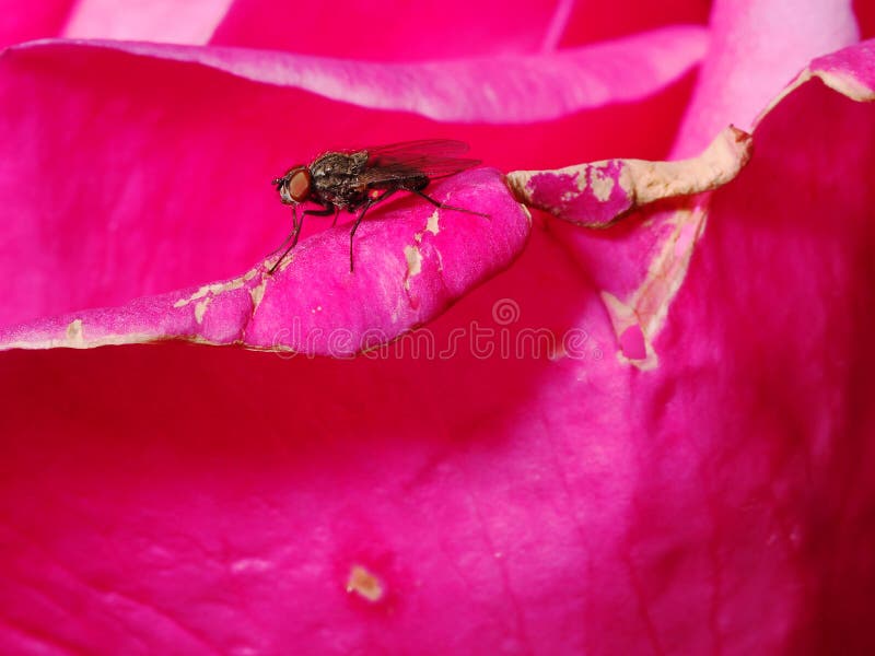 Fly on a rose stock image. Image of pink, nature, insect - 97292563