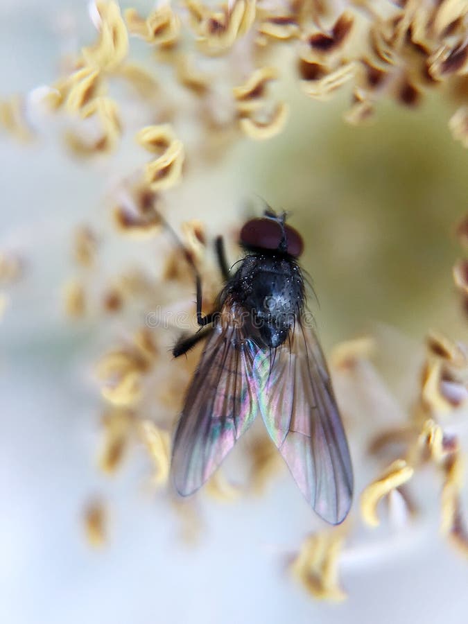 Fly on a Rose Flower in the Park Stock Image - Image of yellow, white ...