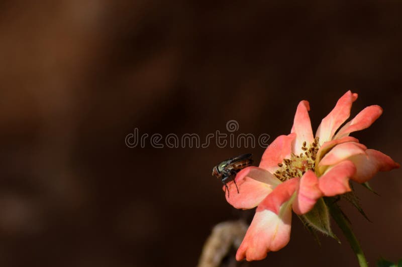 Fly on a rose stock image. Image of roses, sitting, flower - 116016255