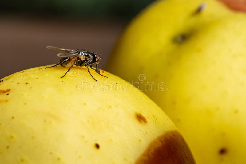 Fly on a rotten Apple stock image. Image of juicy, meal - 156900811