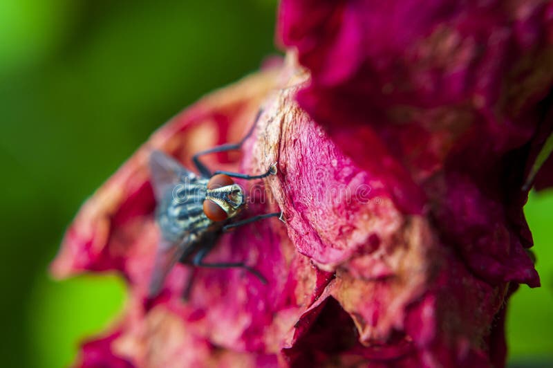 Fly on a rotten rose stock photo. Image of home, nature - 192302794