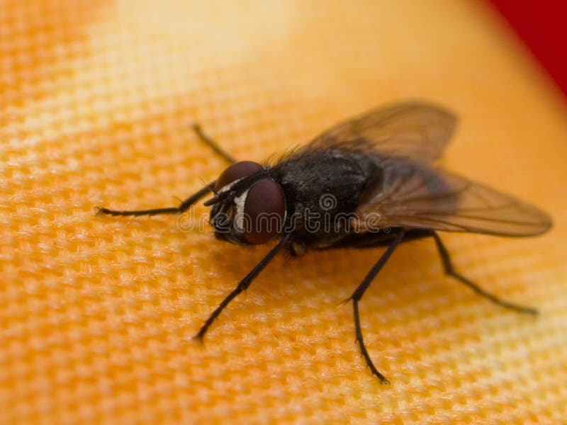 Spider Beetle, Ptinus Raptor Stock Photo - Image of entomology, nature ...