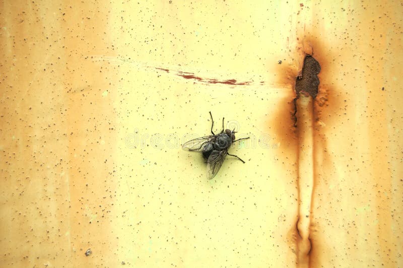 A fly on rusty tin surface stock image. Image of texture - 47016201