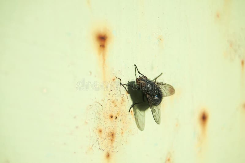 A fly on rusty tin surface stock image. Image of closeup - 47016219