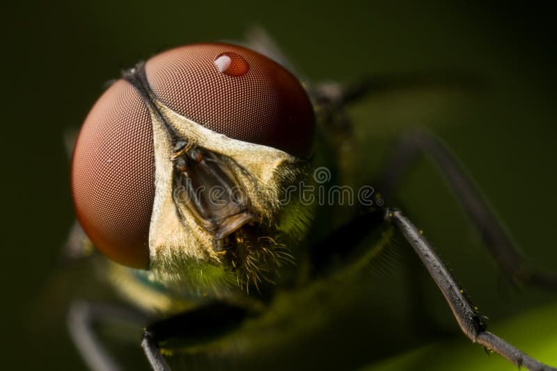 Fly s face stock image. Image of garden, wilderness, animal - 7678685