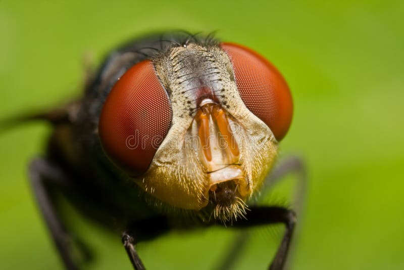 Fly s face stock image. Image of garden, wilderness, animal - 7678685