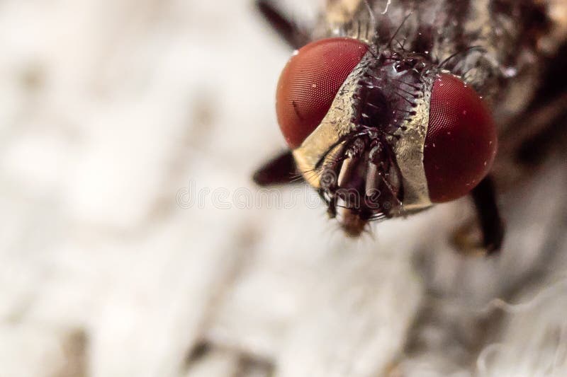 Fly`s Face stock photo. Image of hair, biology, macro - 94569890