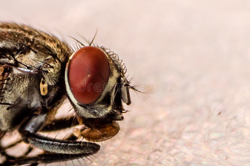 Fly head macro stock image. Image of health, wing, hygiene - 51429257
