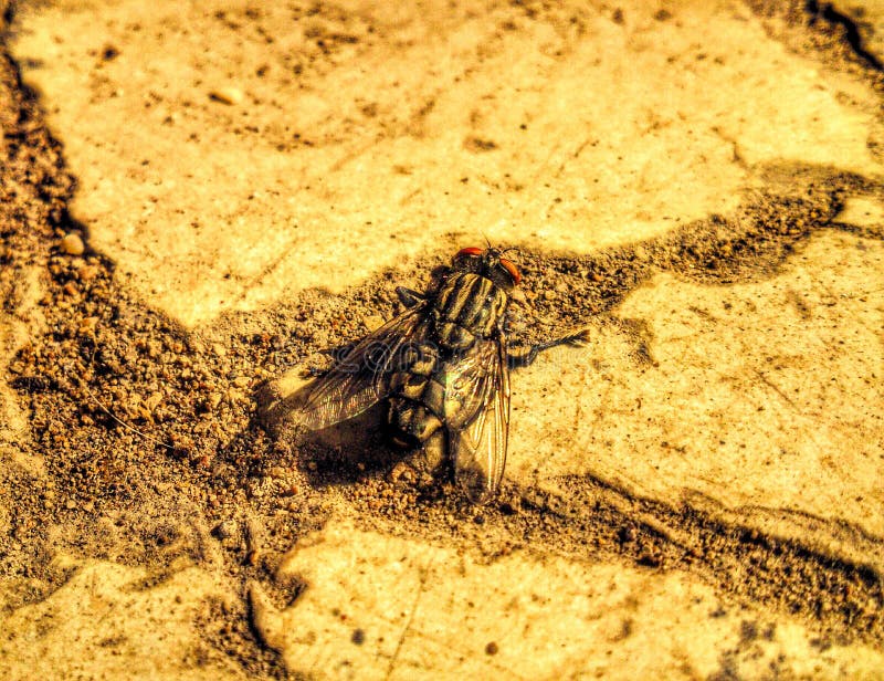 Fly on sand stock photo. Image of insect, gray, view - 45777380